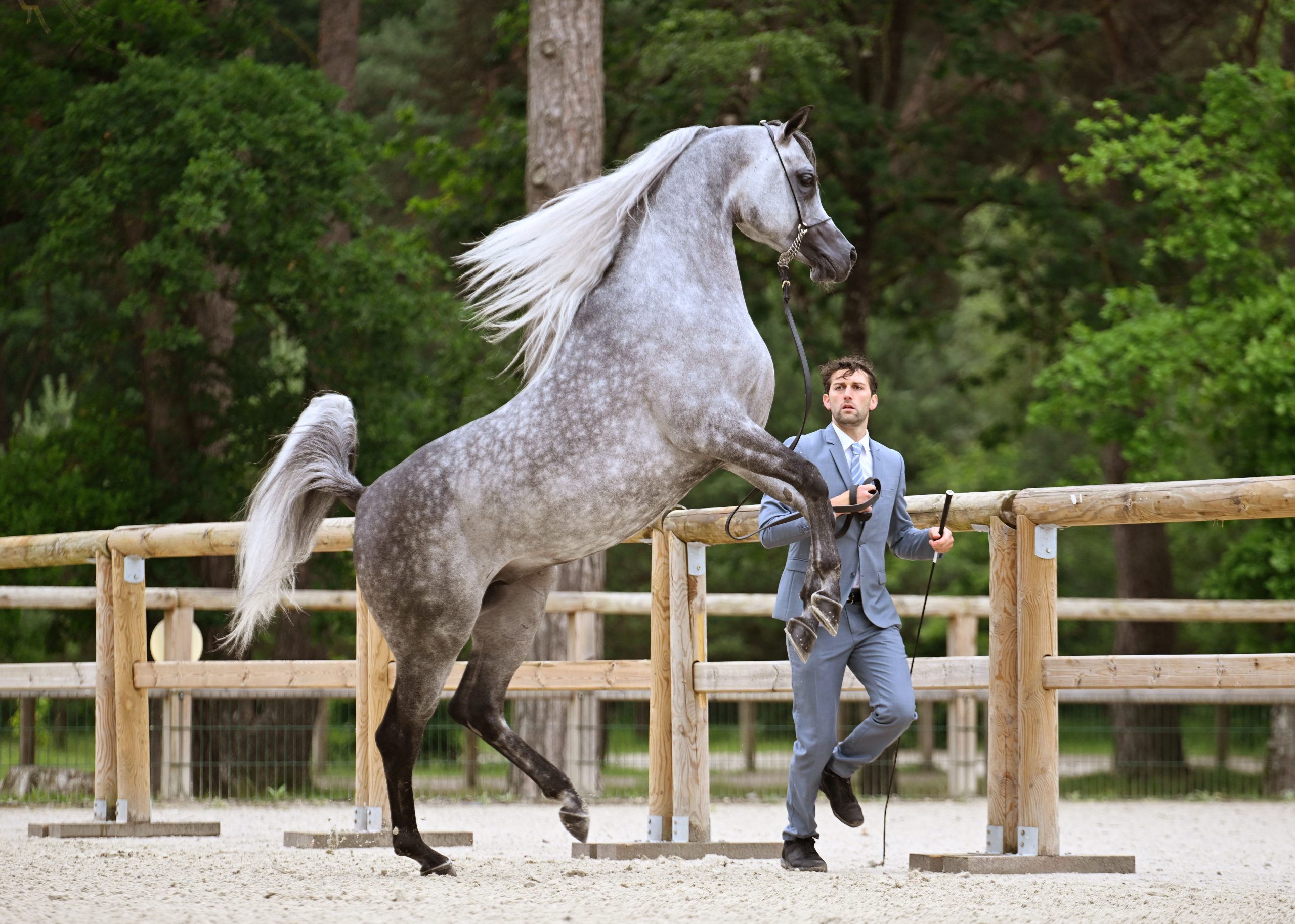 The City of King's Show - concours international de chevaux arabes ...